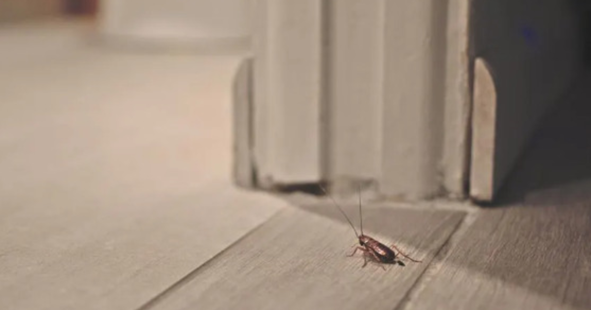 Do you kill bugs? - GirlsAskGuys