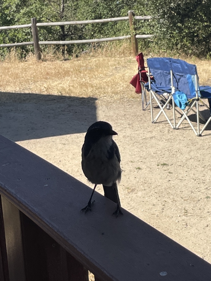 Does anyone else feel super special when a small bird visits you and ...