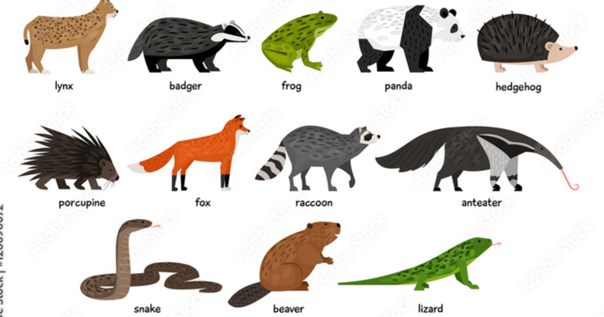 Are there wild ANIMALS in your NEIGHBORHOOD? - GirlsAskGuys