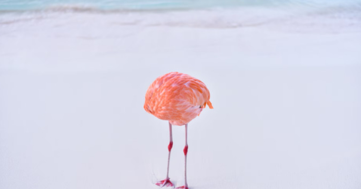 Was it fair to DISQUALIFY this PHOTO from the AI Photo Contest ...