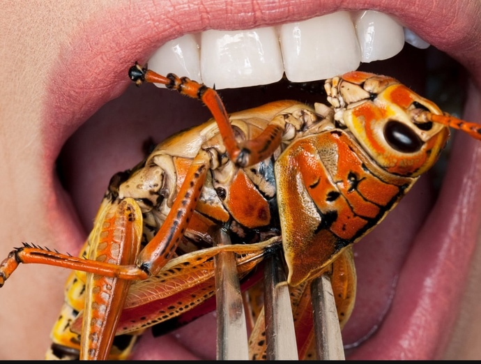 Would you eat bugs? - GirlsAskGuys
