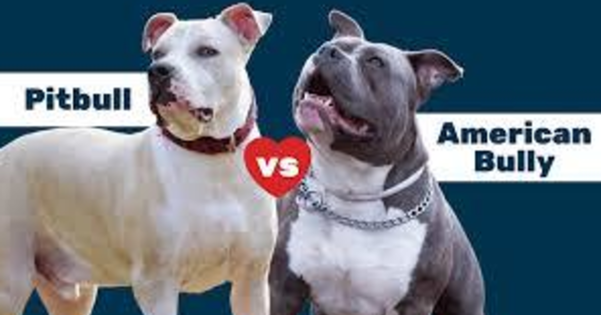 Can you really tell the difference between a real APBT and an American ...