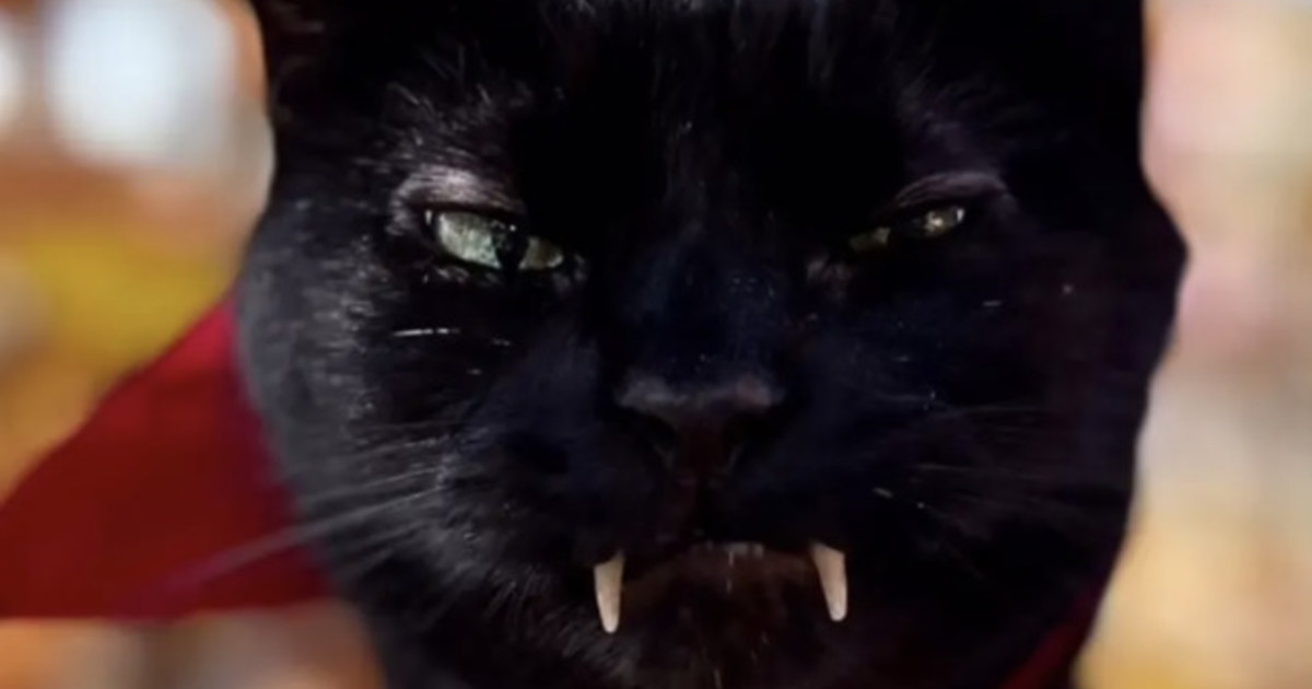 Thoughts on ‘Count Catula’? - GirlsAskGuys