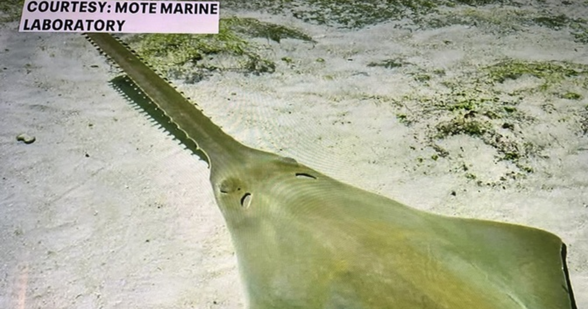 Why are sawfish dying? - GirlsAskGuys