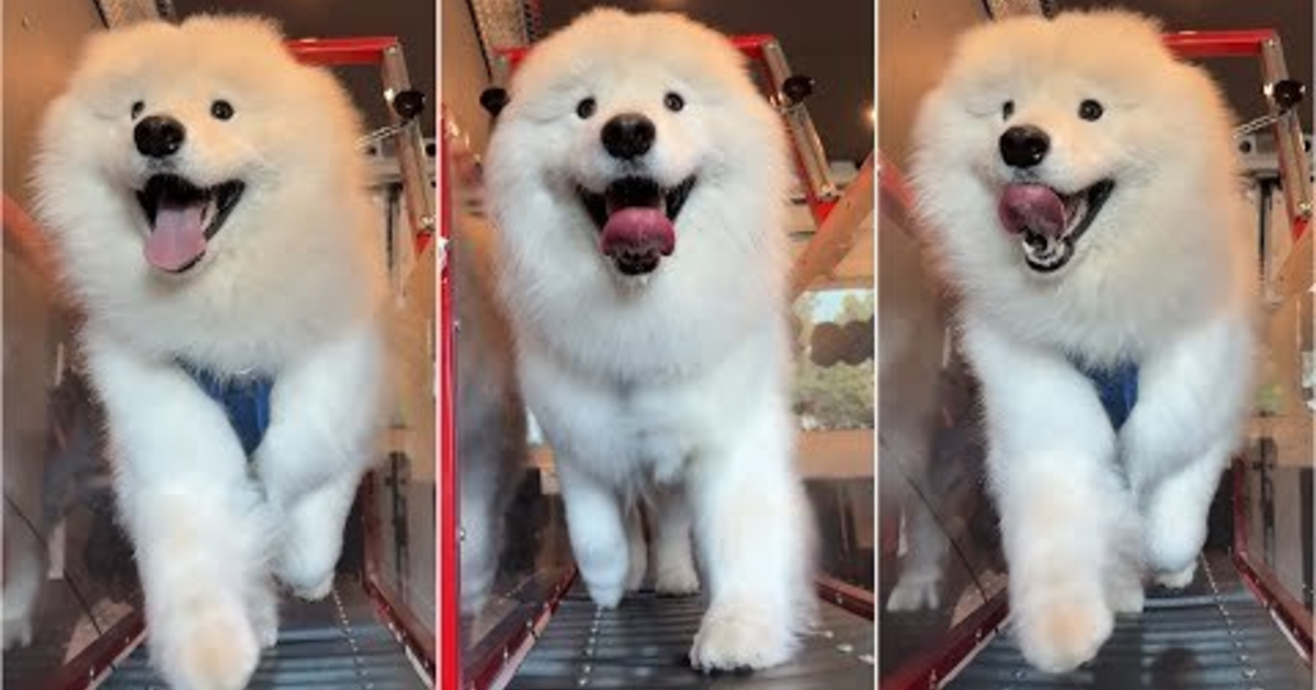 What do you think of Boomer the Landcloud on YouTube? - GirlsAskGuys