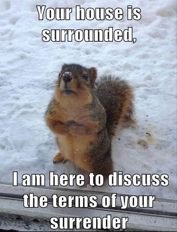 Your house is surrounded by an army of squirrels, do you surrender or ...