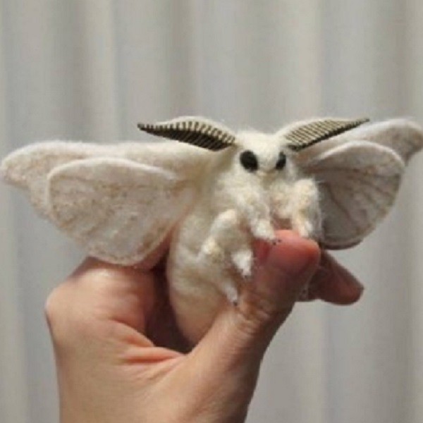 Why are moths so cute? - GirlsAskGuys