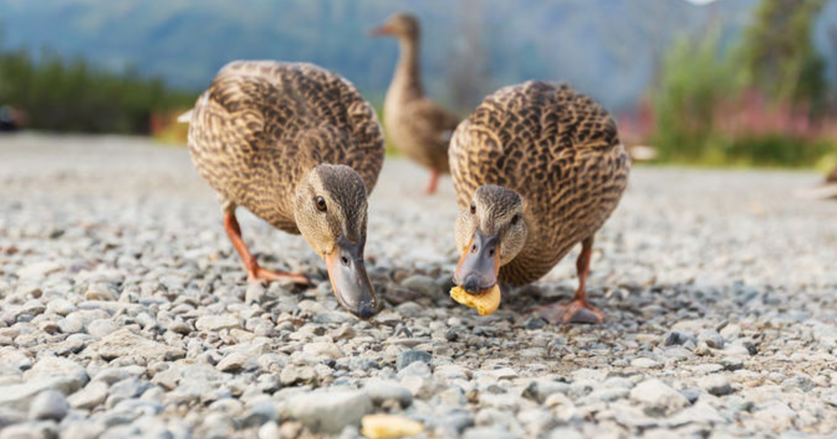 Should humans eat more like ducks? - GirlsAskGuys