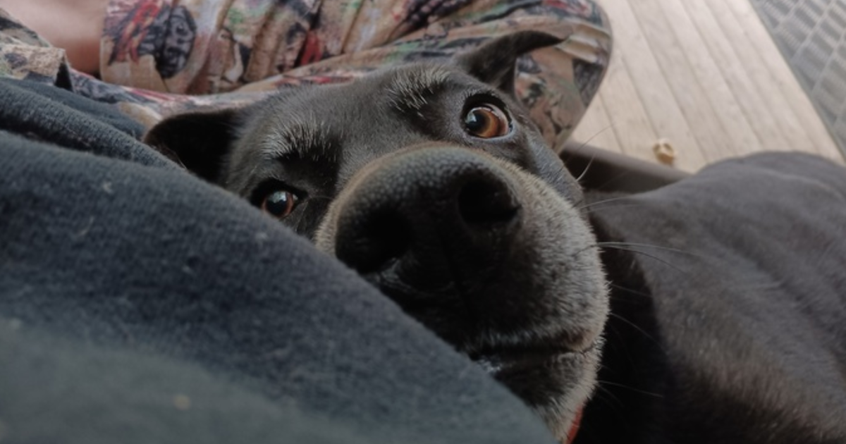 Is my dog cute? - GirlsAskGuys