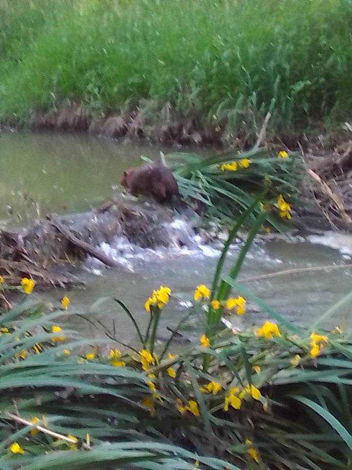 Make Beavers Great Again - time for another beaver air drop throughout ...