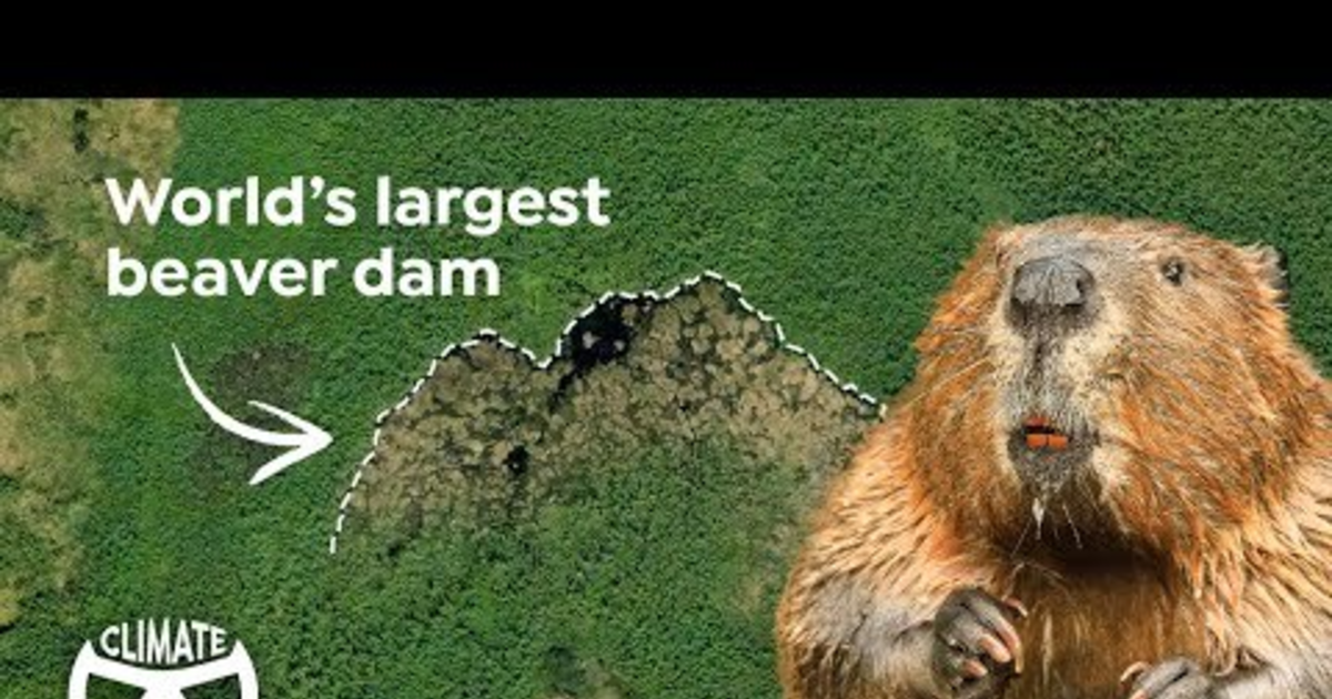 Make Beavers Great Again - time for another beaver air drop throughout ...