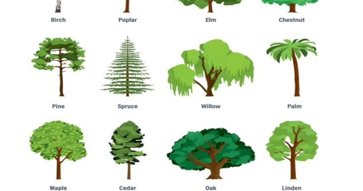 What is your favorite type of Tree? - GirlsAskGuys