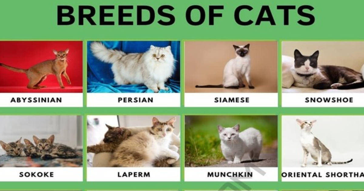What's your favorite breed of cats? - GirlsAskGuys
