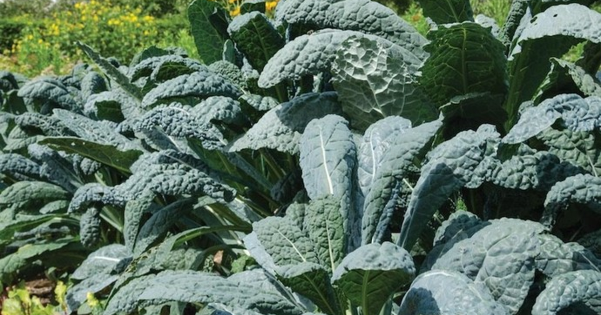 Do you like kale? - GirlsAskGuys