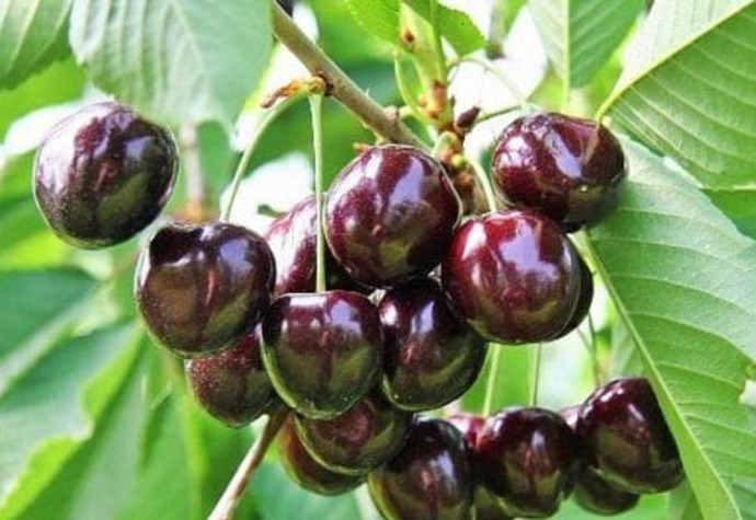 What's your favorite fruit to eat? - GirlsAskGuys