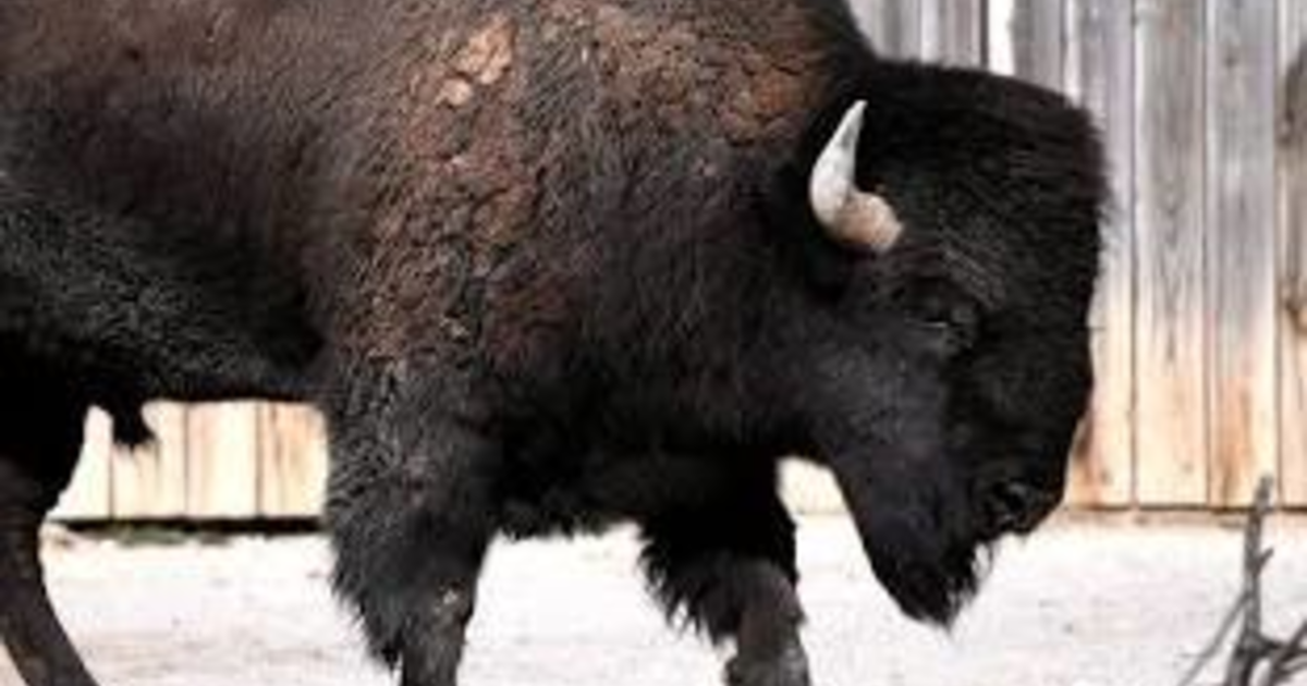 Who’s seen a bison? - GirlsAskGuys