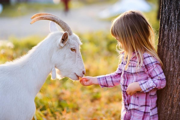 How would you feel if you were still a kid and had a pet goat you ...