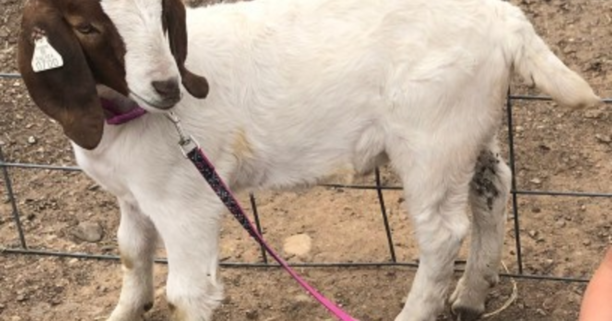 How would you feel if you were still a kid and had a pet goat you ...