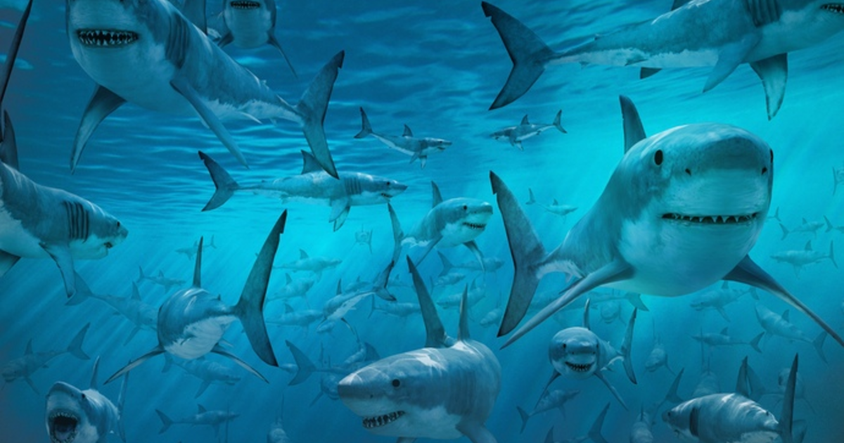 Would you accept an invitation to a shark party? - GirlsAskGuys
