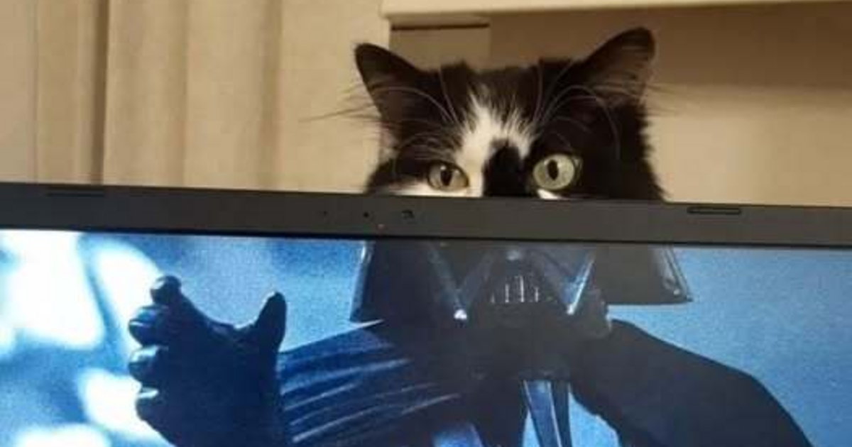 What would YOU do if you accidentally offended Darth Kitty? - GirlsAskGuys