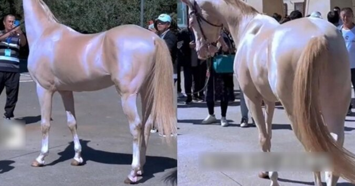 Are Akhal-Teke really worth ten Ferrari? - GirlsAskGuys