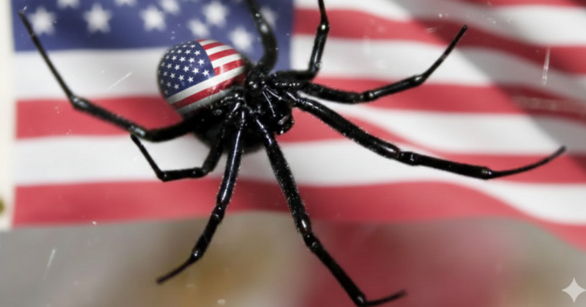 What country is this spider from? - GirlsAskGuys